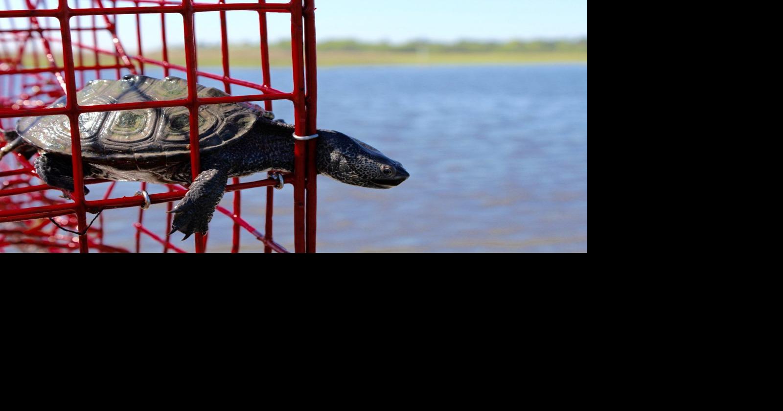 Virginia: Crab pots and drowning terrapins bring controversy