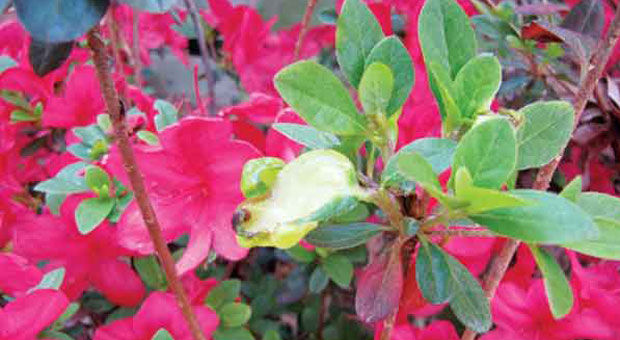 Gardening Q&A: Azalea leaf gall is a fungus you can pick off or leave