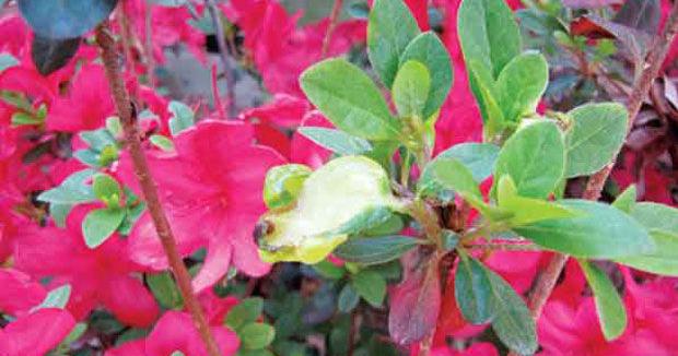 Gardening Q&A: Azalea leaf gall is a fungus you can pick off or leave
