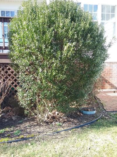 Gardening Q&A: Tough privet can handle severe pruning -- if timed right