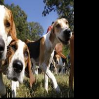 Deep Run Hunt Club marks its 125th anniversary