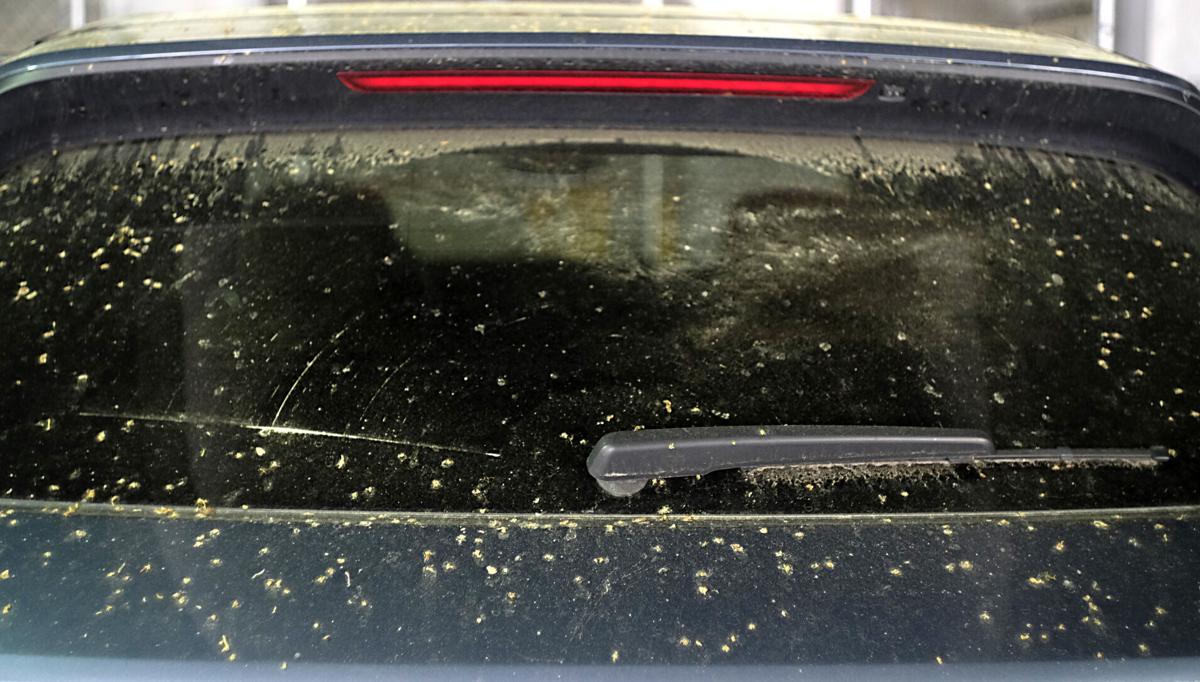 Margaret Sigman column: Managing pollen allergies — in spring and all ...