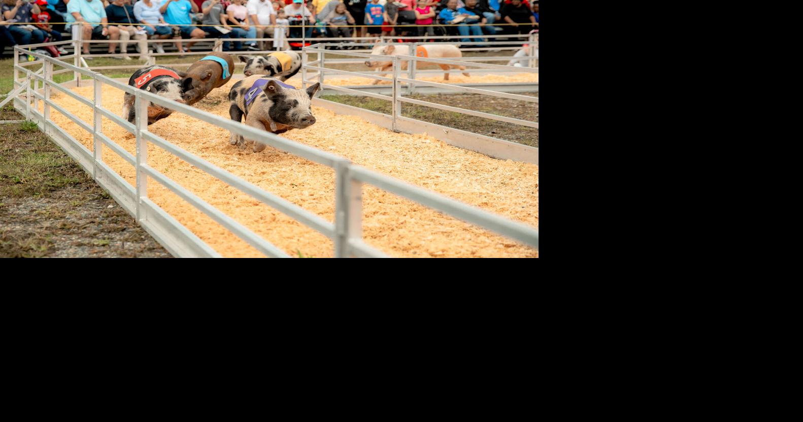 From Lonestar to racing pigs! Amazing entertainment at the State Fair ...