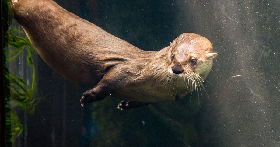 Pandora the otter dies at Maymont
