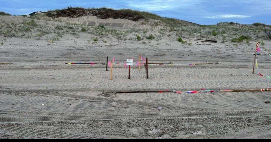Endangered sea turtle run over by vehicle while nesting on Outer Banks ...