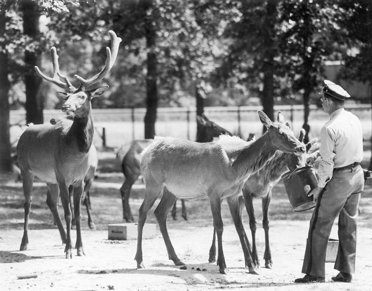 How the Army became caretakers for elk in Chesterfield