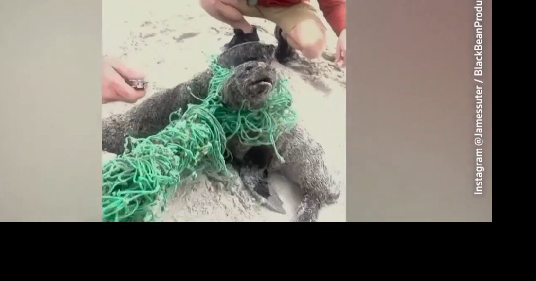 Group of tangled seal pups rescued from a fishing net in South Africa