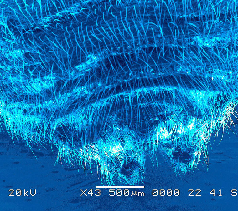 VCU scientists’ microscopic images on display