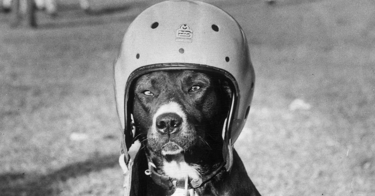 From the Archives: Dogs