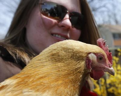 1st chicken permit application filed