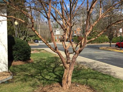 Gardening Q&A: Naturally prune crape myrtle trees for an open canopy