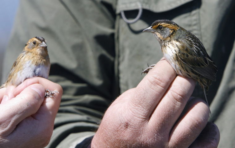 Global warming a threat to salt-marsh sparrow in Va.