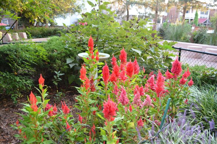 Where Am I RVA? Scuffletown Park