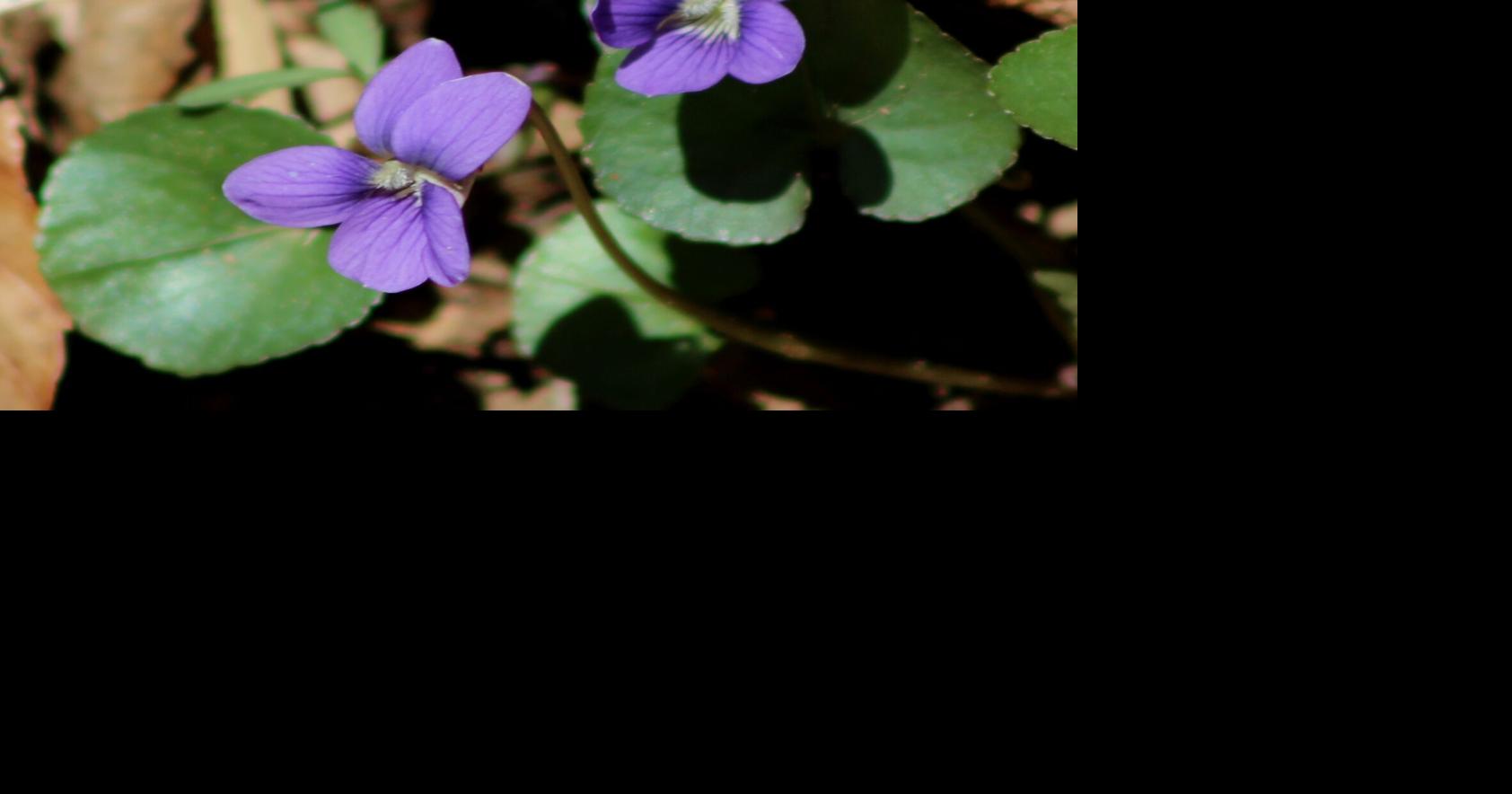 Common violets deserve a closer look