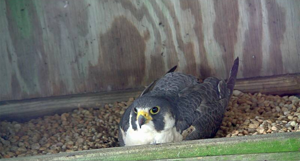 Richmond’s rare falcons trying again to raise family