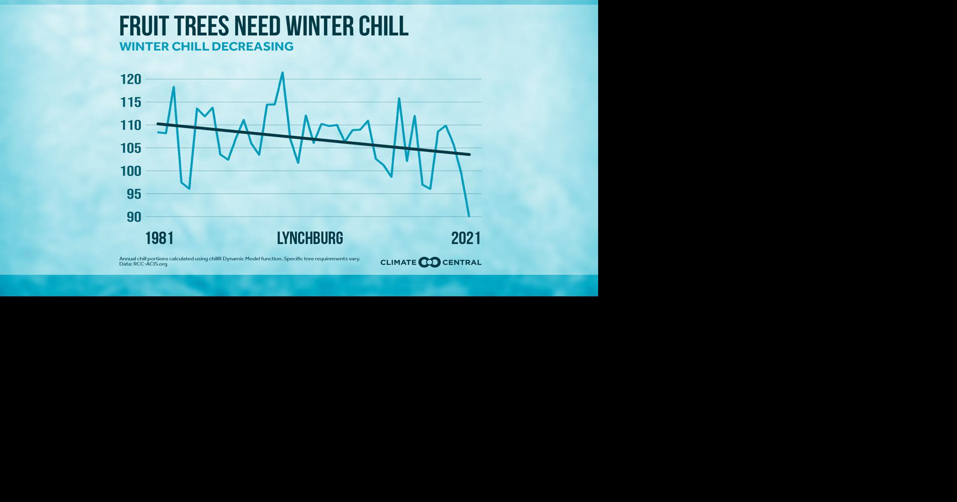 Winter chill hours decreasing in Virginia