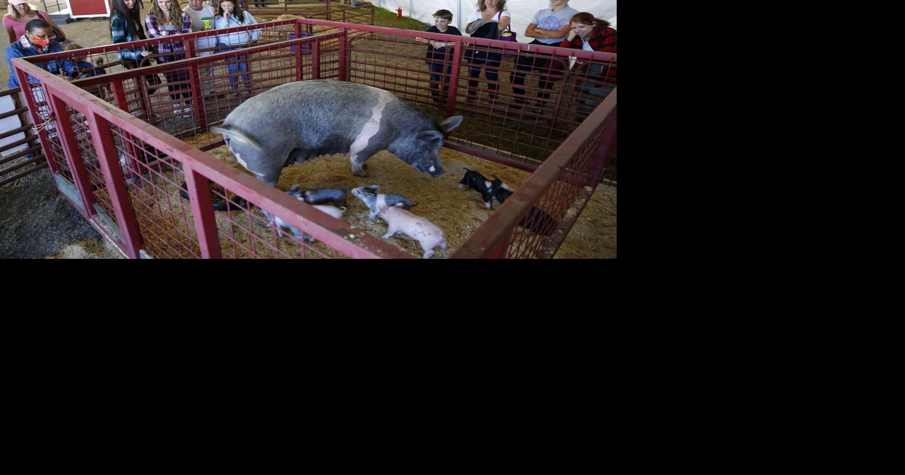 State Fair of Virginia: goats, glizzies and gourds