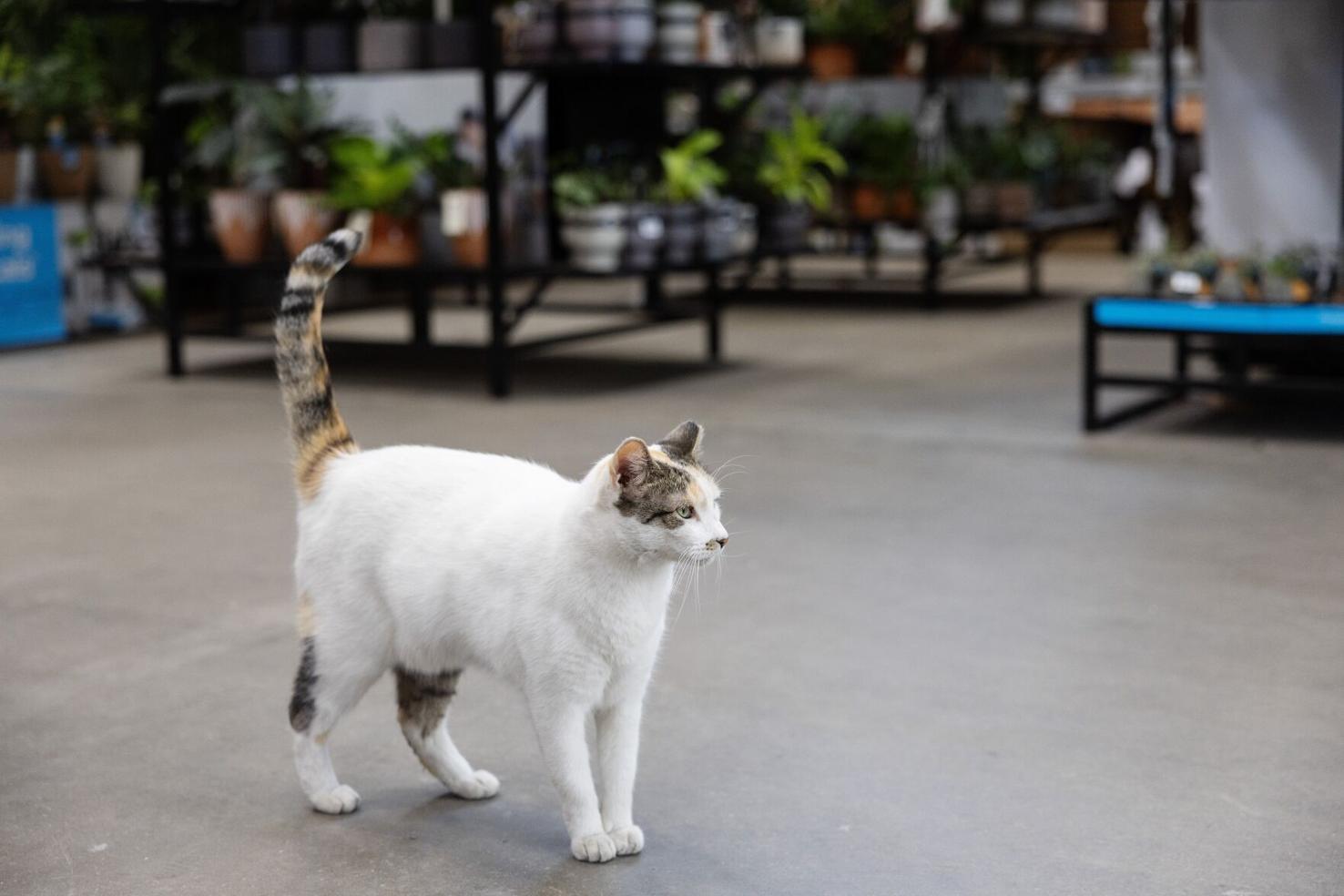 Meet Francine, Richmond's viral Lowe's Cat