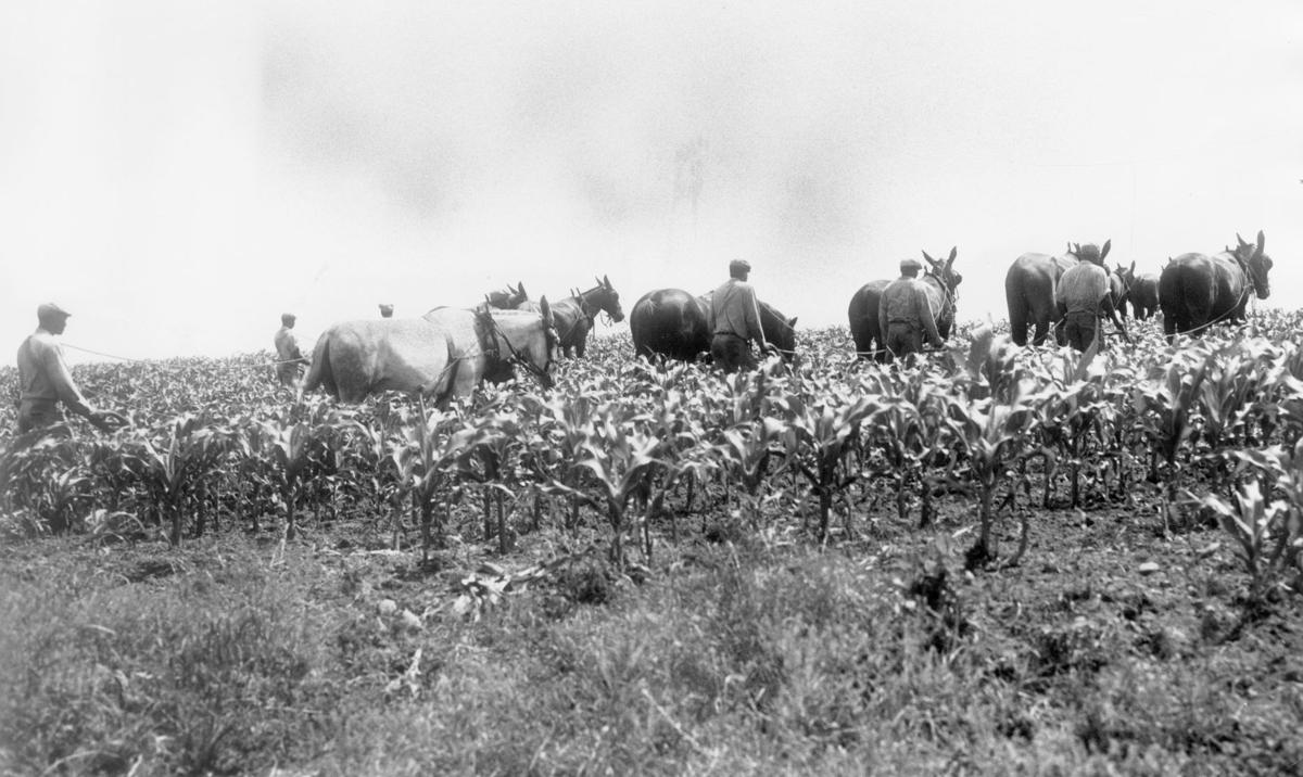 From the Archives: Virginia State Prison Farm