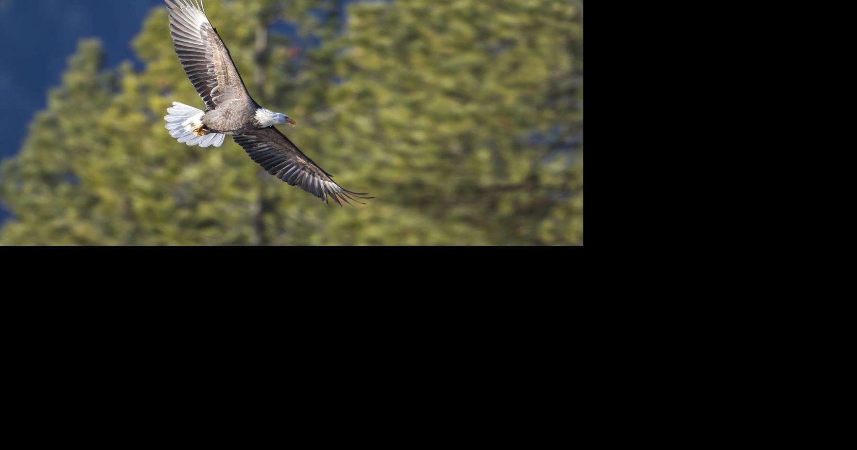 Marsha Mercer column: Bald eagles bring cheer as they carry on