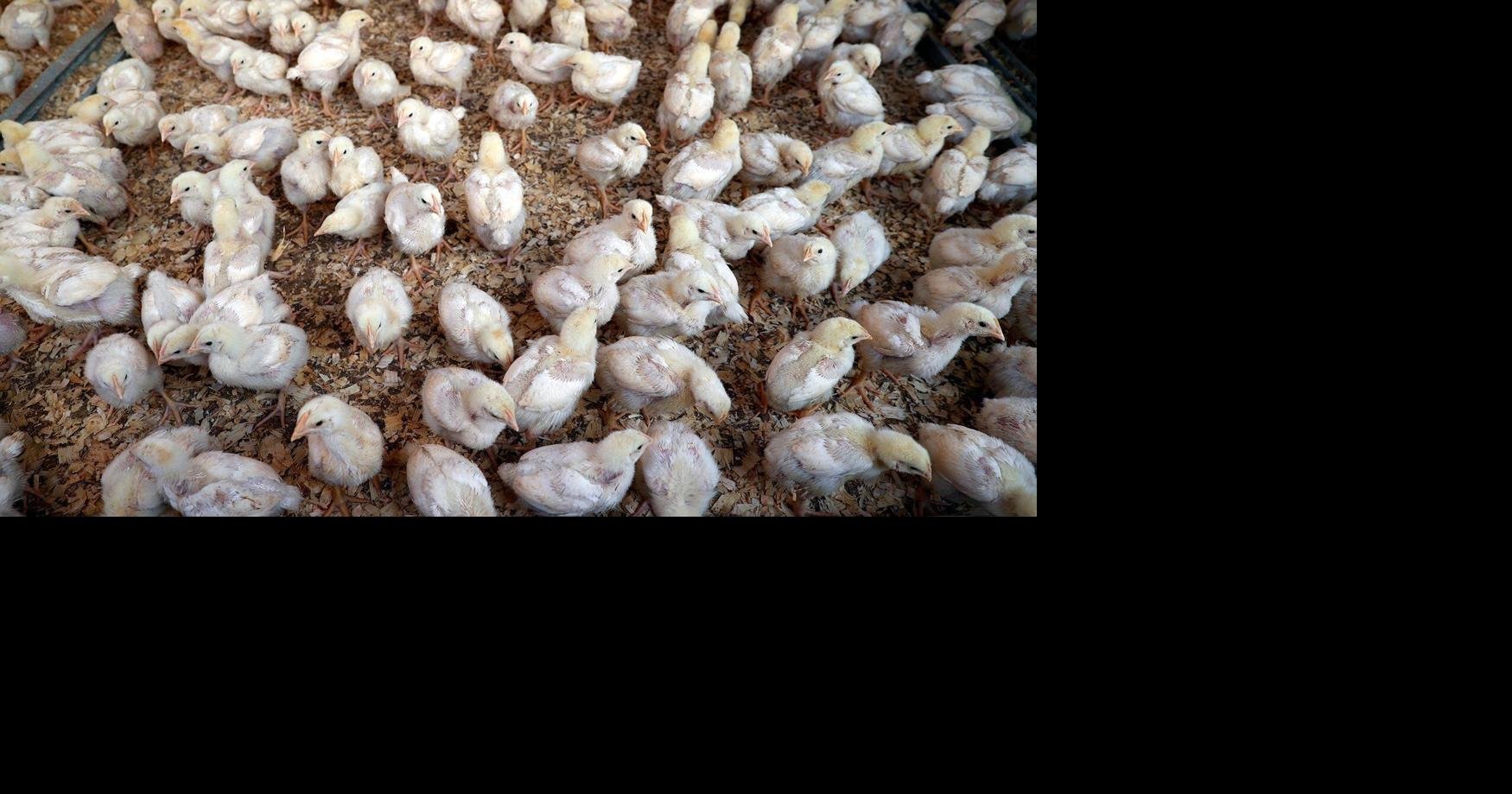 Fitrah Farms: Organic Halal Chicken Farming in Virginia
