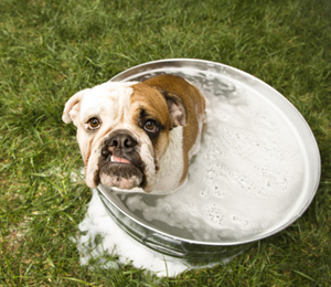 Taya's Take: Dog 'Spaw'