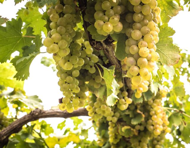 The Grapevine: viognier in Virginia