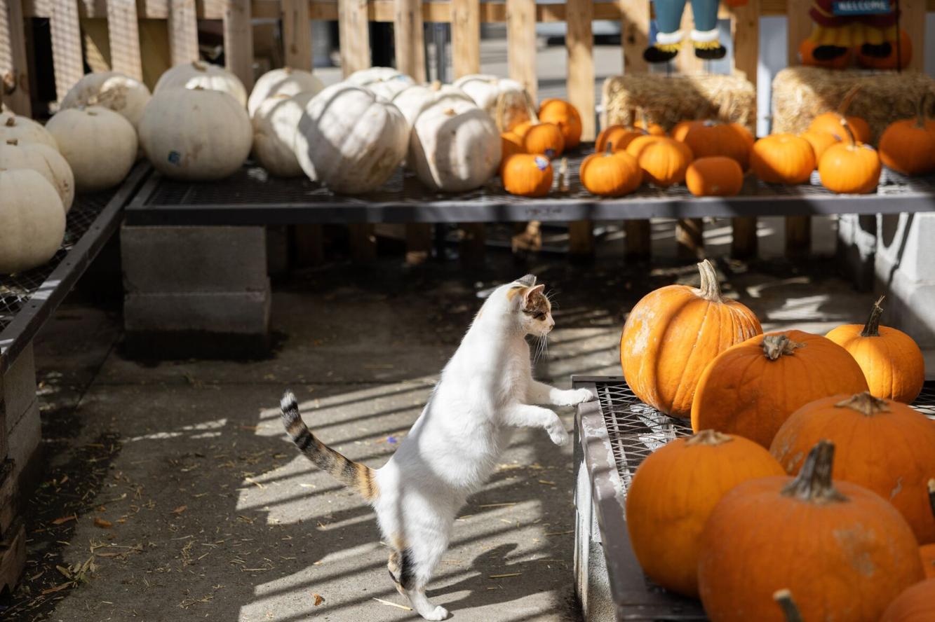 Meet Francine, Richmond's viral Lowe's Cat