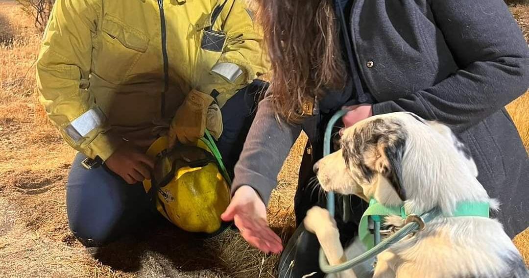 KCFD rescues dog from Rand District mine shaft | News | ridgecrestca.com