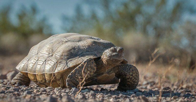 Federal judge blocks off-road vehicles from critical desert tortoise ...