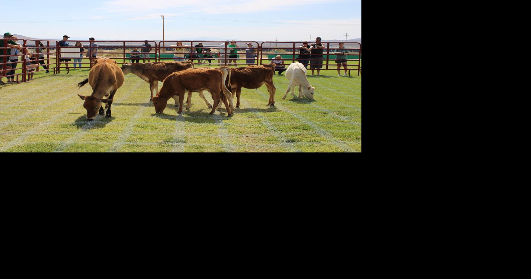 Burroughs football held Cow Chip Bingo fundraiser | Sports ...