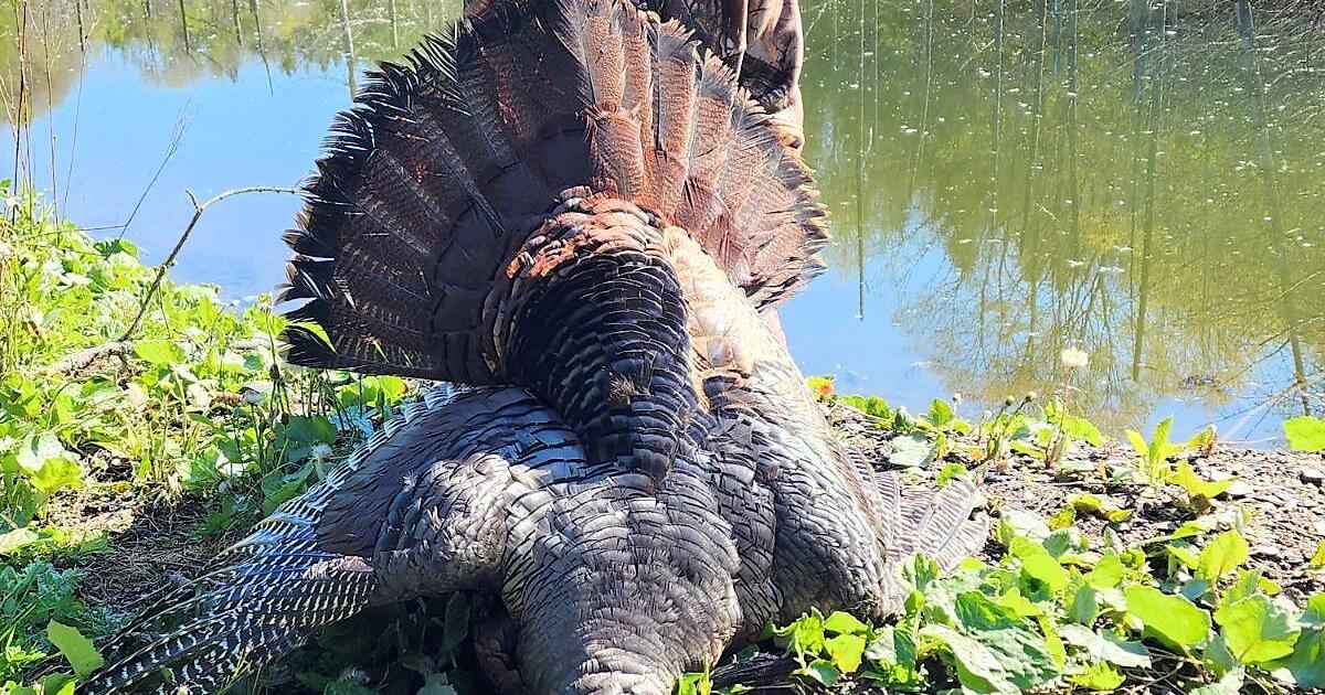 11-year-old Ava Brown takes down her first turkey | News ...