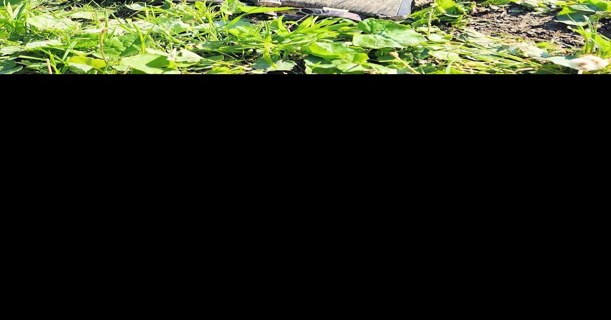 11-year-old Ava Brown takes down her first turkey | News ...