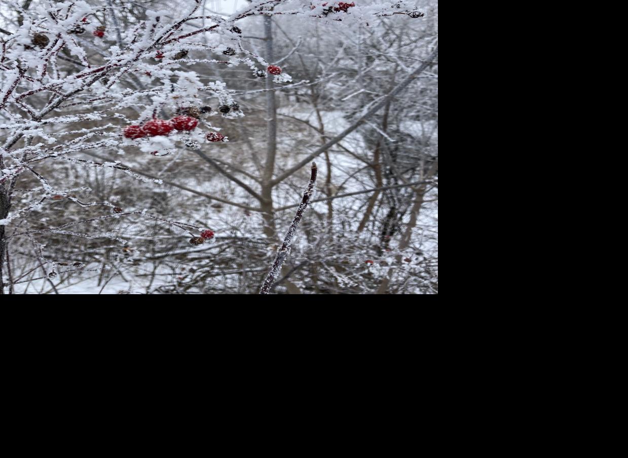 (PHOTOS) Winter wonderland: Rime ice glistens in downtown Ripon | News ...