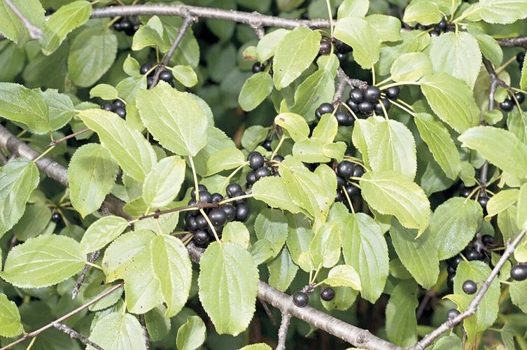 Invasive species topic of upcoming program | News | riponpress.com