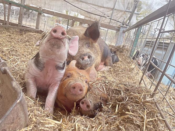 Getting to Know: A Q&A with Hayden Holbert of Avrom Farm on his fifth year of business | Local ...