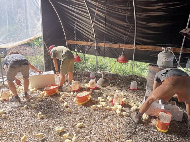 Getting to Know: A Q&A with Hayden Holbert of Avrom Farm on his fifth ...