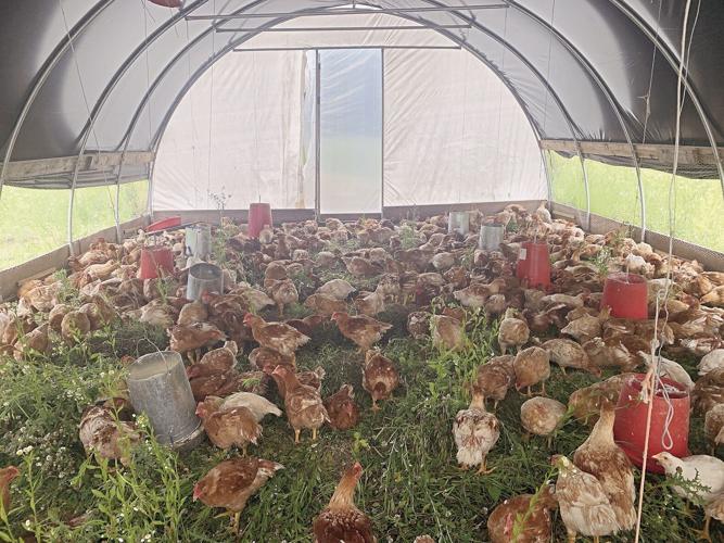 Getting to Know: A Q&A with Hayden Holbert of Avrom Farm on his fifth year of business | Local ...