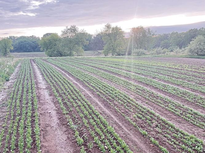 Getting to Know: A Q&A with Hayden Holbert of Avrom Farm on his fifth ...