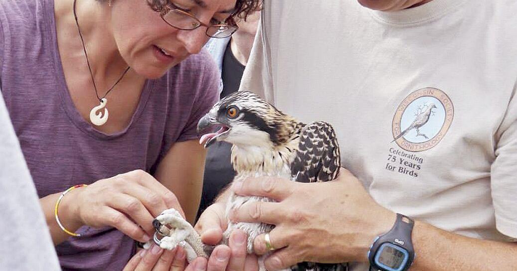 Khan will present findings from house wren study Feb. 14 | Green Lake ...
