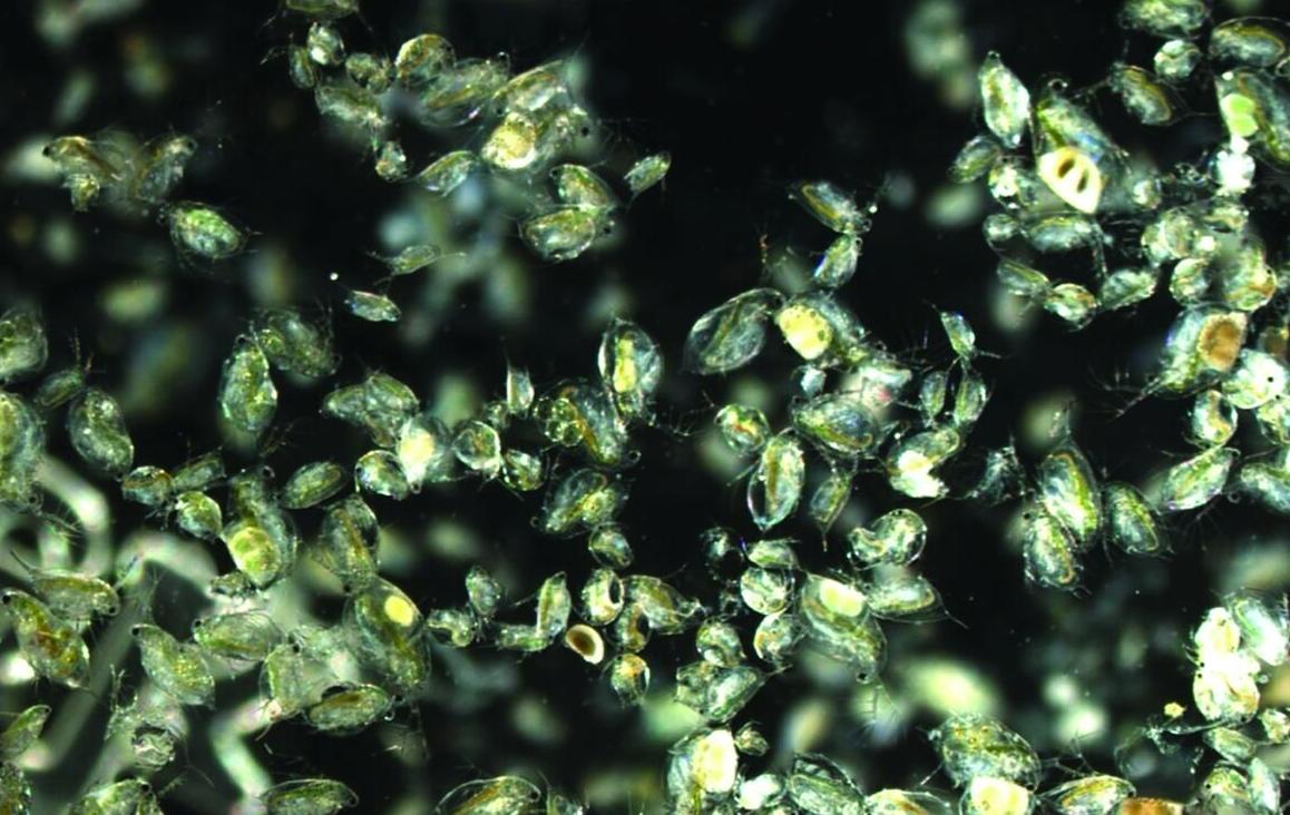Water Wisdom: Ecology and life in Green Lake | Local News | riponpress.com