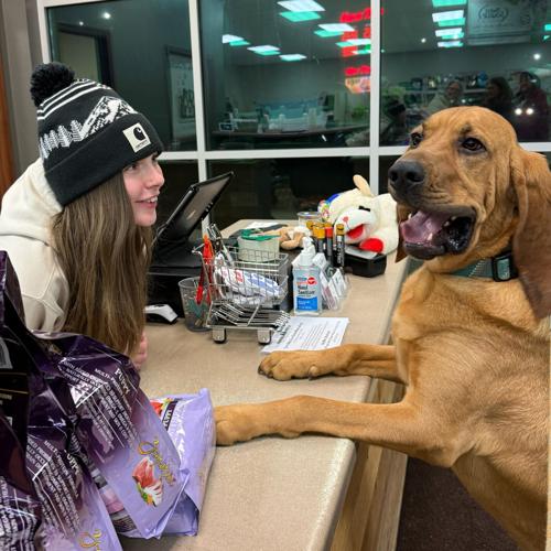 Animal House Pet Supply: A one-stop shop for pets | Local News ...