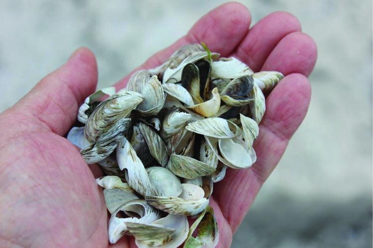 Understanding the Zebra Mussel Problem in Green Lake | Local News ...