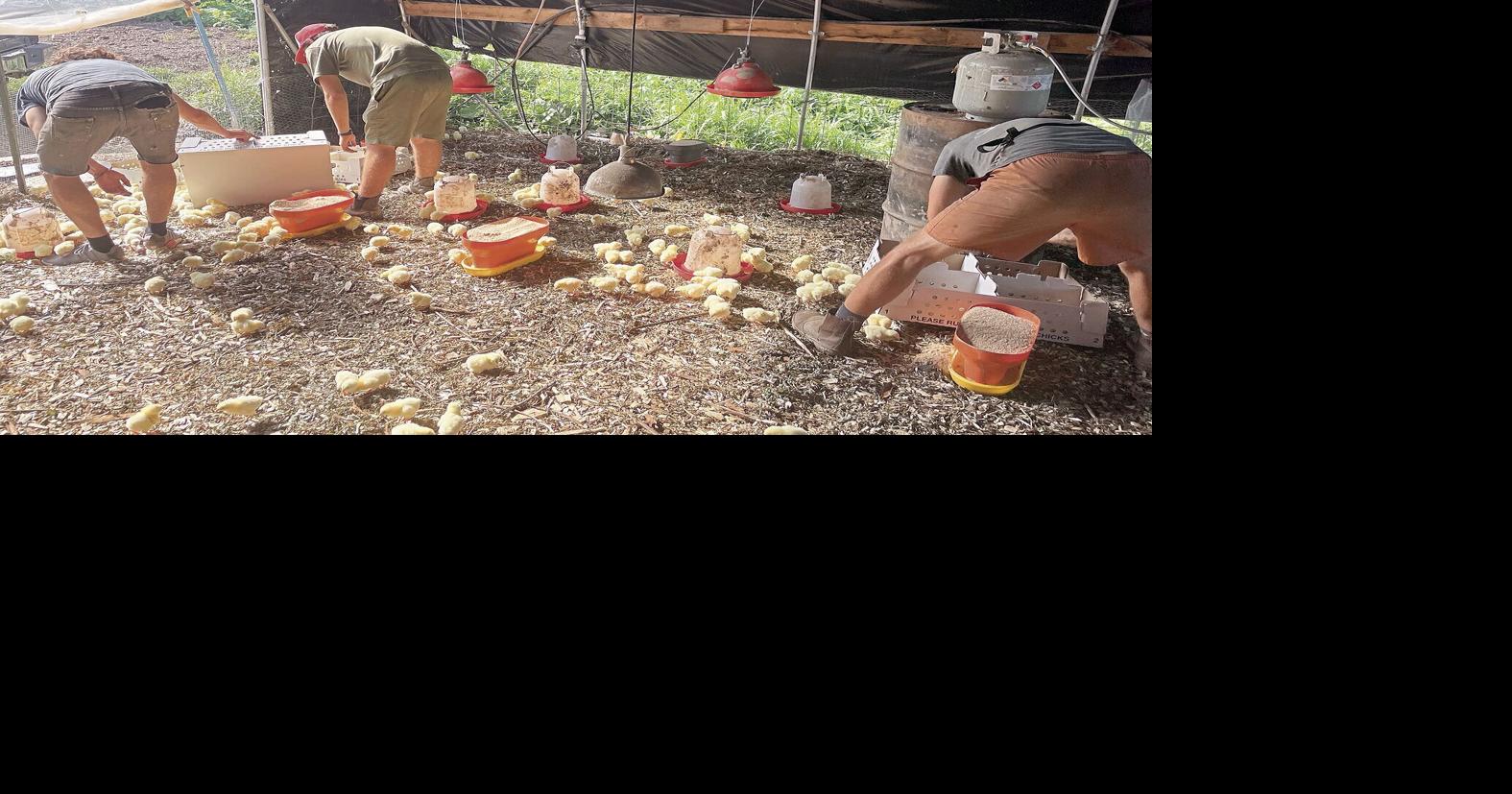 Getting to Know: A Q&A with Hayden Holbert of Avrom Farm on his fifth year of business | Local ...