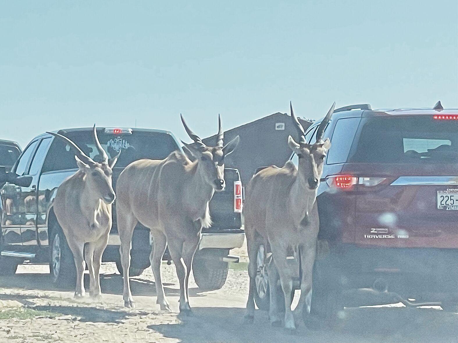 Editorial: Neshkoro's Shamba Safari brings a lot of animals, many ...