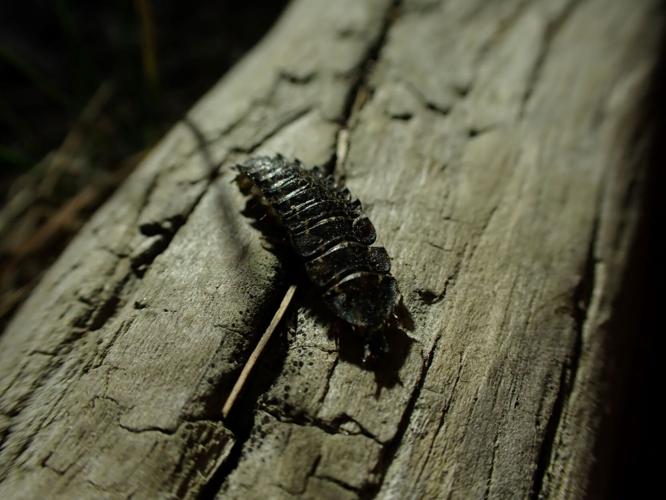 Natural Connections: Fireflies' sparkle | Columns | riverfallsjournal.com