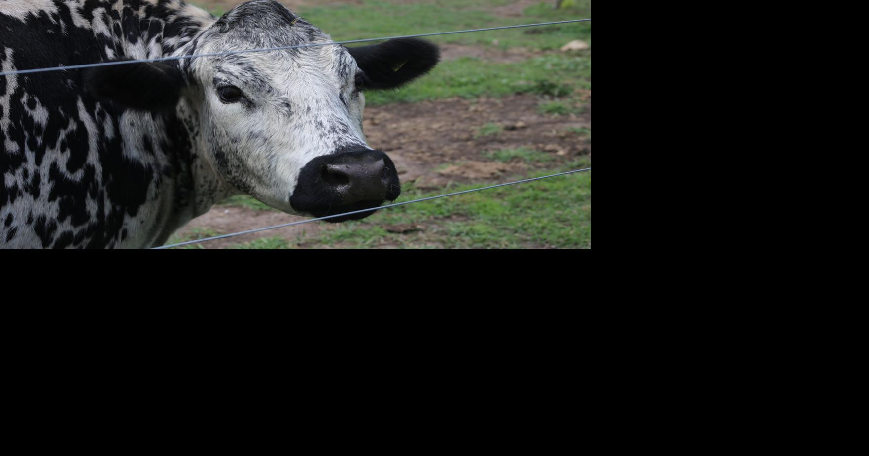 Find peace at Pleasant Pasture Farm Animal Sanctuary | Local-events ...