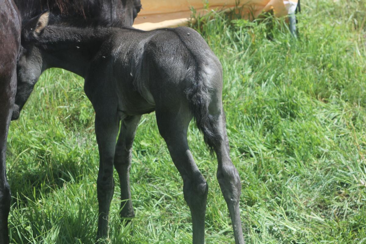 No horsing around; Ojibwe pony foals for first time on ancestral land ...