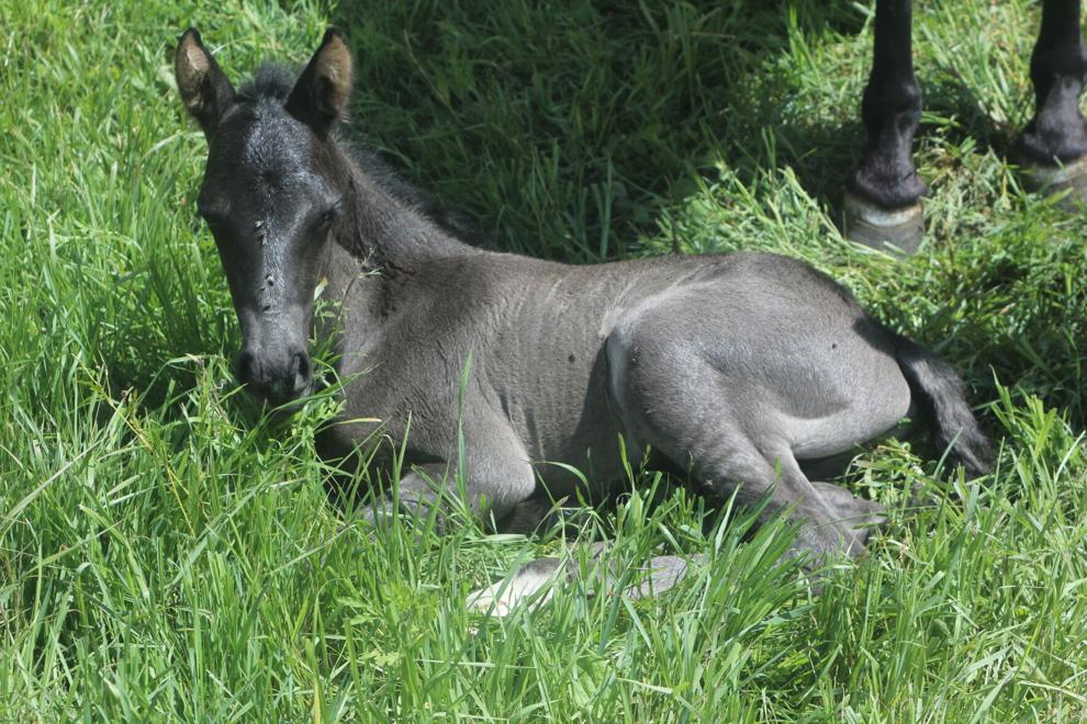 No horsing around; Ojibwe pony foals for first time on ancestral land ...
