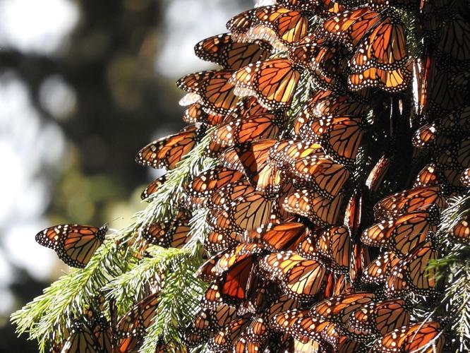 Natural Connections: Fir trees offer winter home for monarchs | Columns ...
